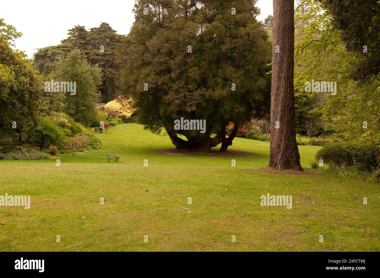 Meadow with grass, trees and bushes, Trelissick Gardens, Cornwall, UK ...