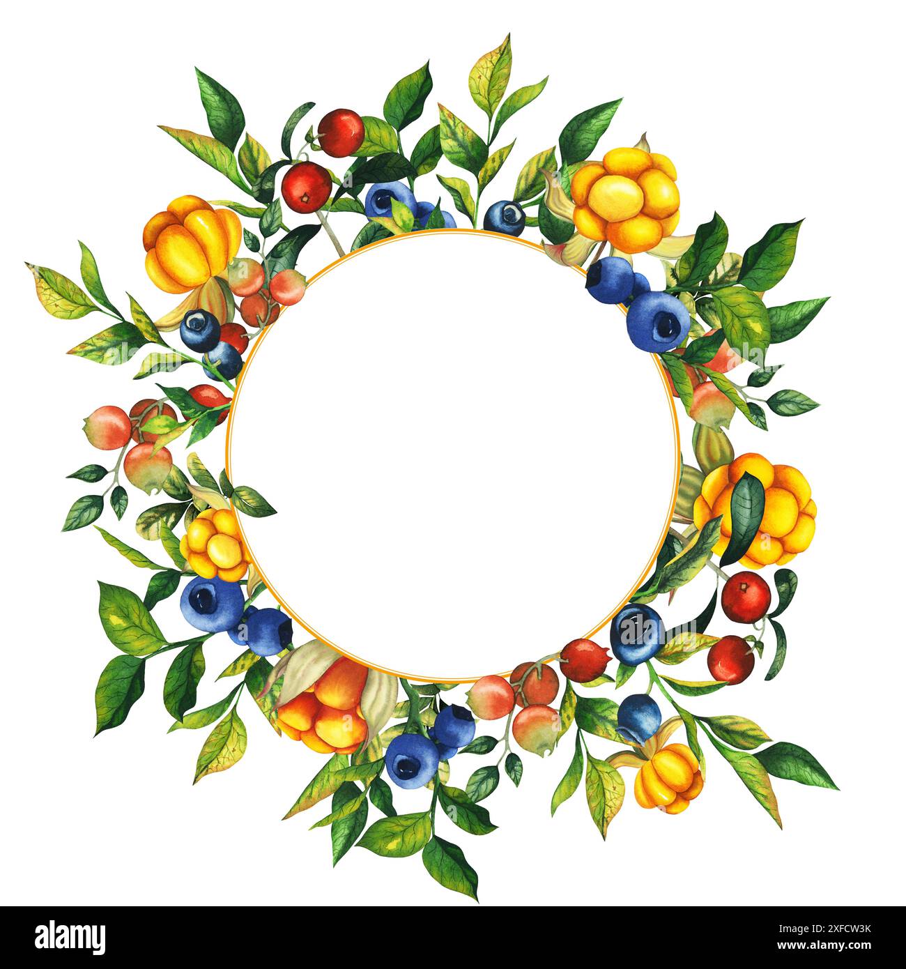 Watercolor round frame with hand drawn cloudberry, cranberry, cowberry ...