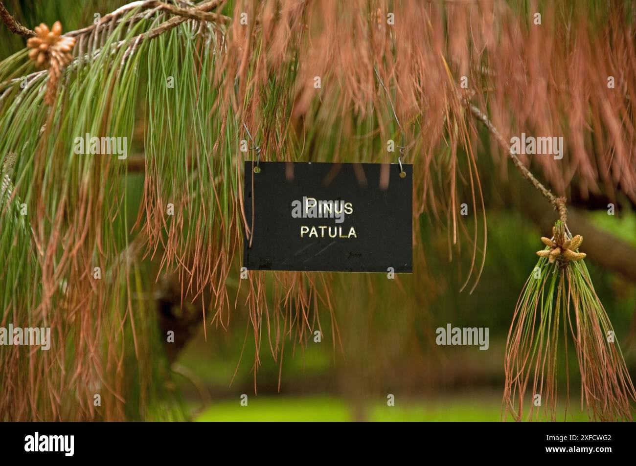 Pinus Patula, Trelissick Gardens, Cornwall, UK Stock Photo - Alamy
