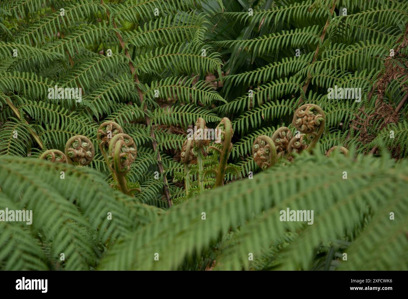 Tree Ferns, Trelissick Gardens, Cornwall, UK Stock Photo - Alamy