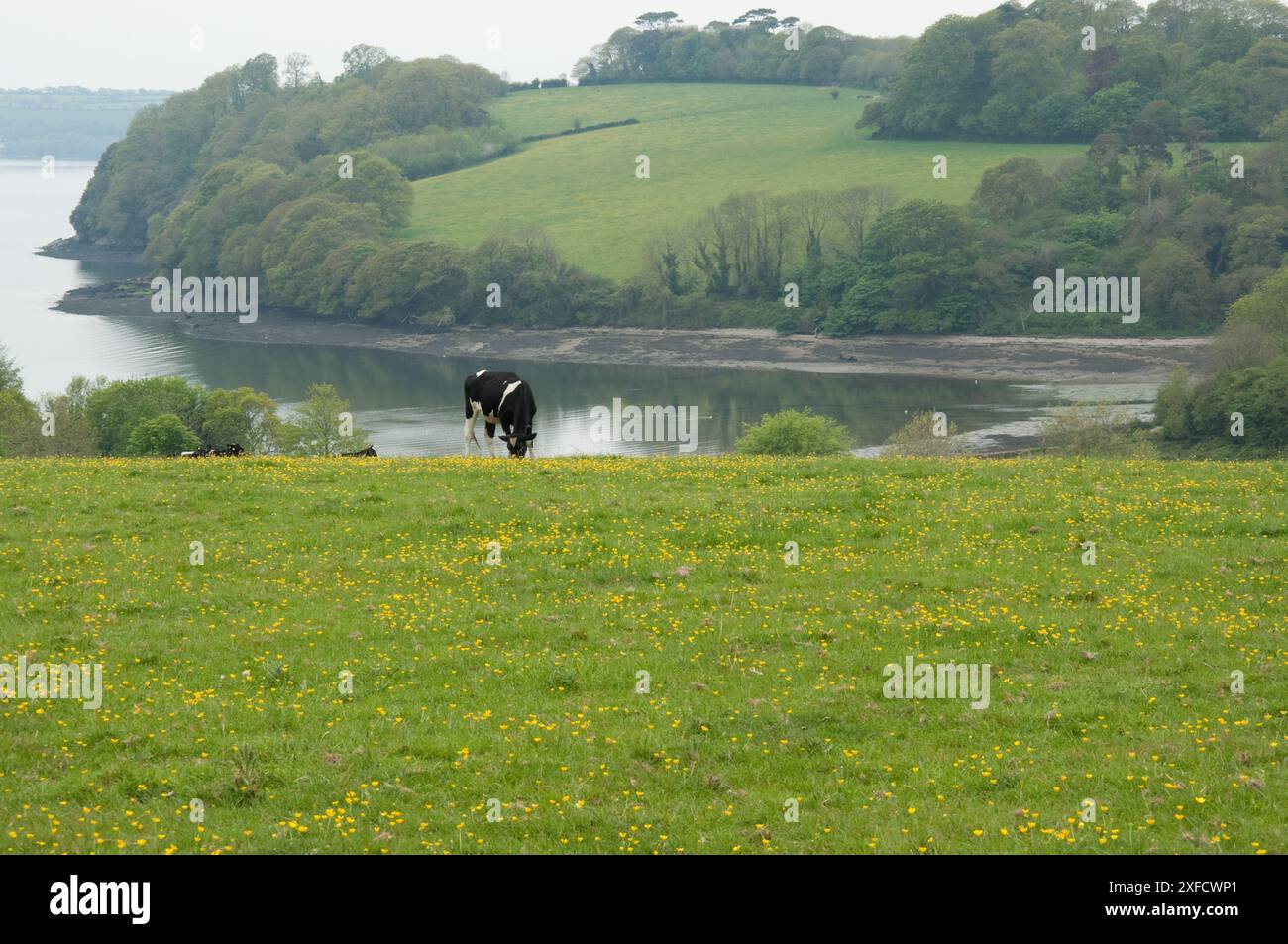 View down to Fal Estuary, Trelissick Gardens, Cornwall, UK Stock Photo ...