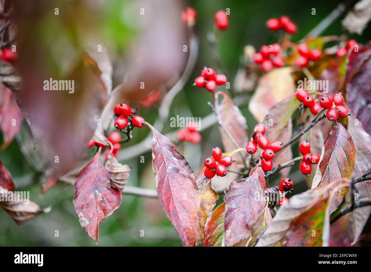 Autumn foliage and red berries of the native American dogwood tree ...