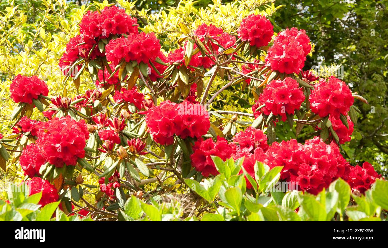 Red rhododendron flowers red rhododendrons garden hi-res stock ...