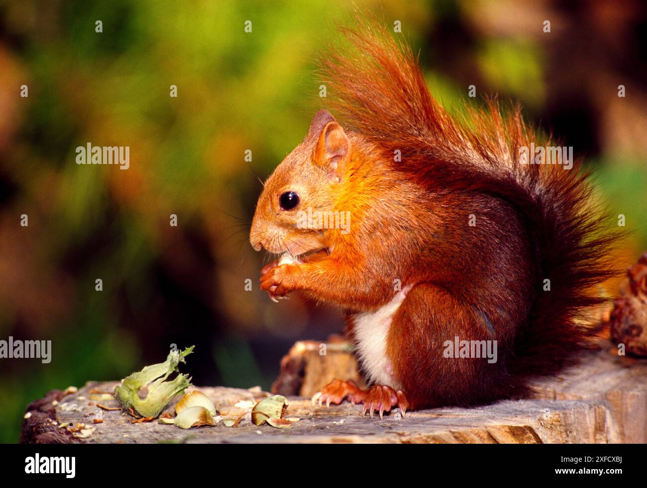 Eurasian red squirrel hi-res stock photography and images - Alamy