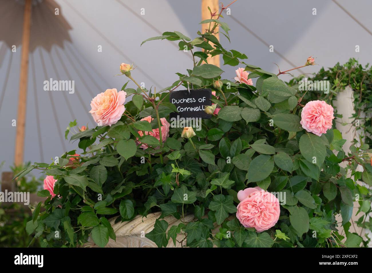 East Molesey, Surrey, UK. 1st July, 2024. The Fryer's Roses display in ...