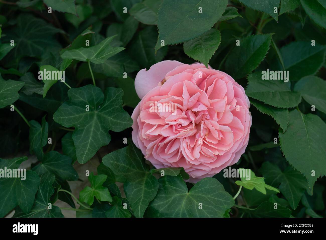 East Molesey, Surrey, UK. 1st July, 2024. The Fryer's Roses display in ...