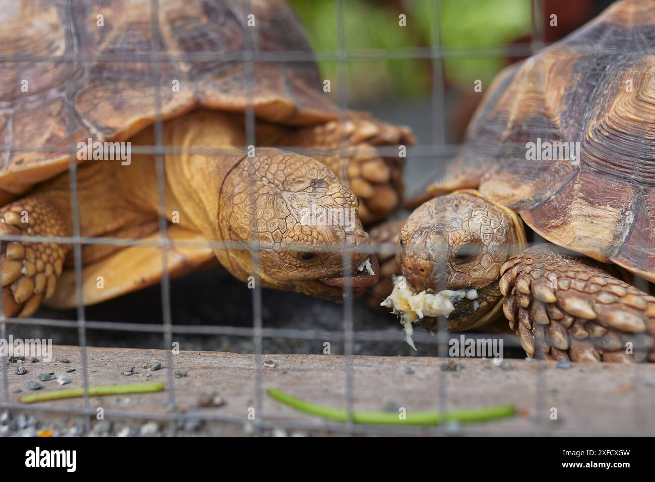 Spurred turtle hi-res stock photography and images - Alamy