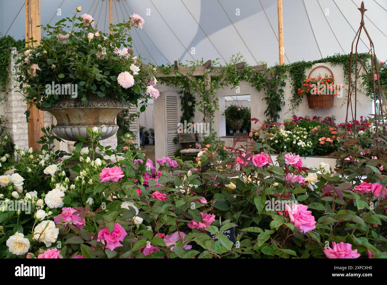 East Molesey, Surrey, UK. 1st July, 2024. The Fryer's Roses display in ...