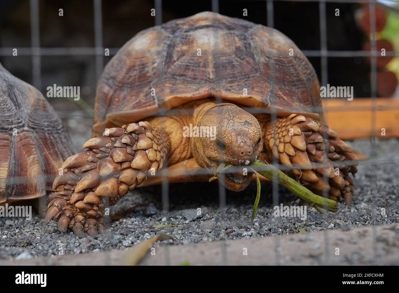 African spurred turtle, close-up, behind bars Stock Photo - Alamy