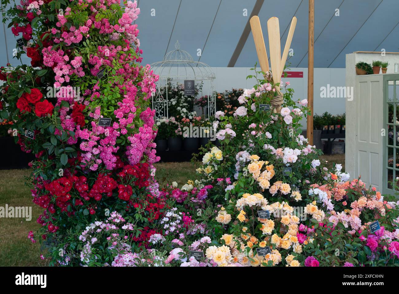 East Molesey, Surrey, UK. 1st July, 2024. The Peter Beales Roses ...