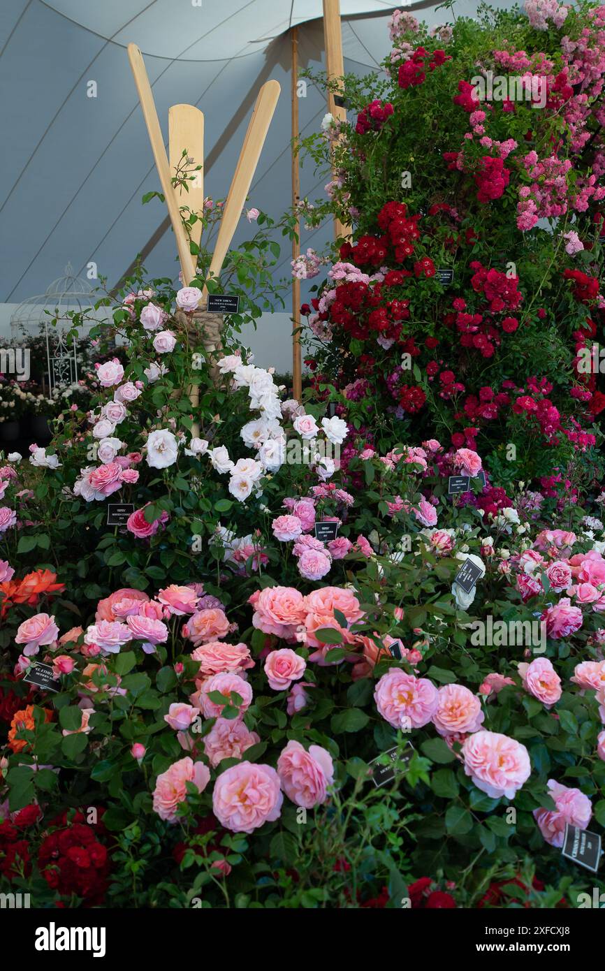 East Molesey, Surrey, UK. 1st July, 2024. The Peter Beales Roses ...