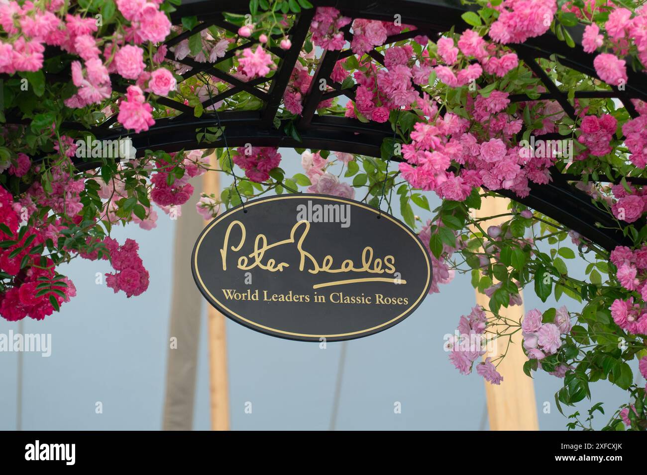 East Molesey, Surrey, UK. 1st July, 2024. The Peter Beales Roses ...