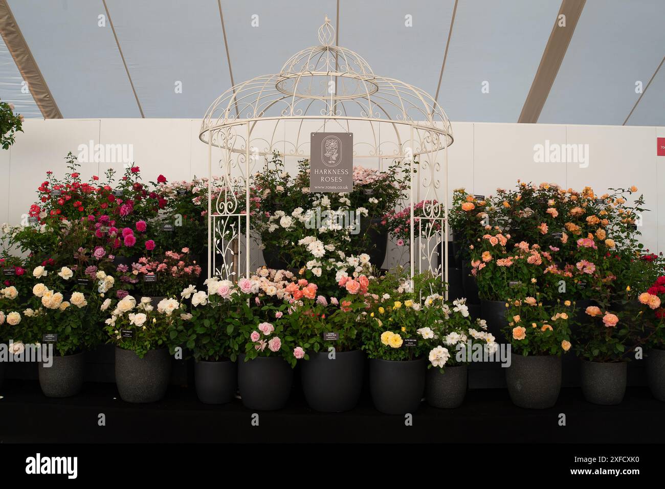 East Molesey, Surrey, UK. 1st July, 2024. The Harkness Roses display in ...