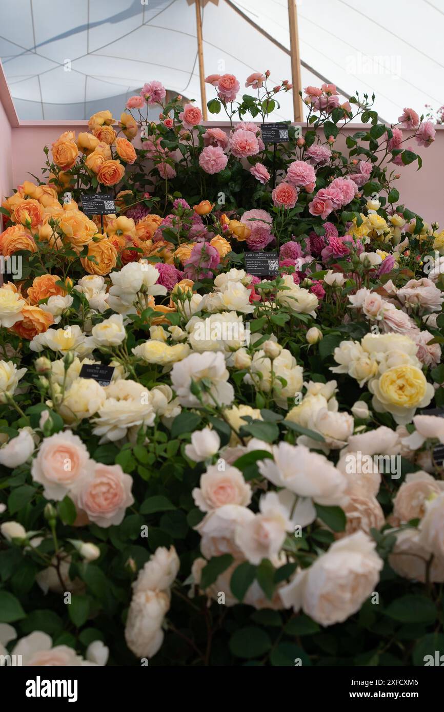 East Molesey, Surrey, UK. 1st July, 2024. The David Austin Roses ...