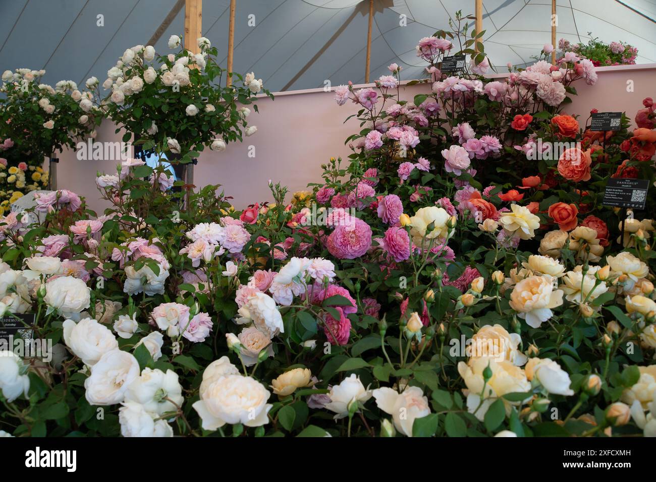East Molesey, Surrey, UK. 1st July, 2024. The David Austin Roses ...