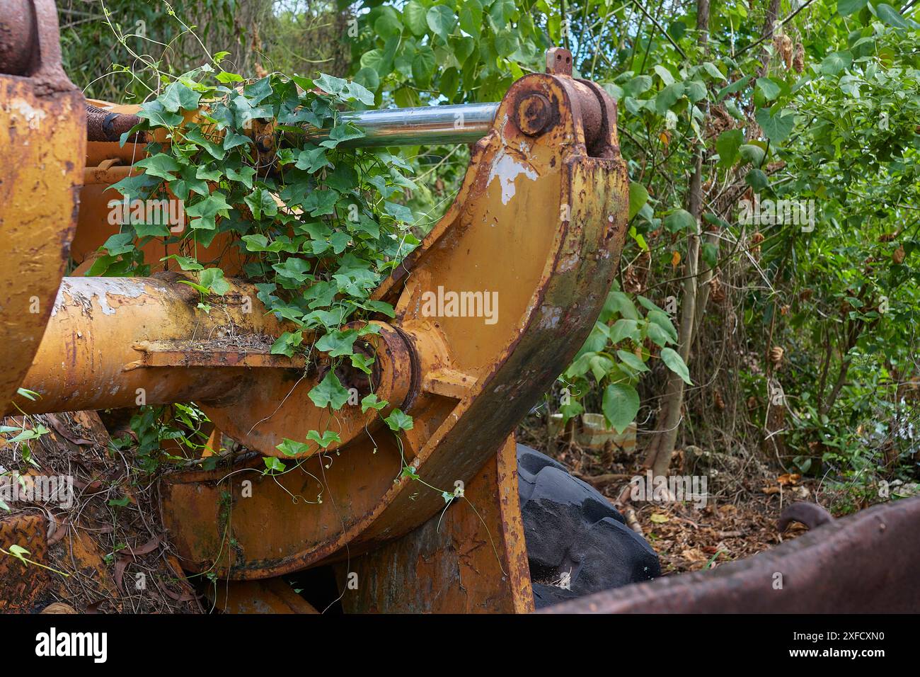 Forest encroachment hi-res stock photography and images - Alamy