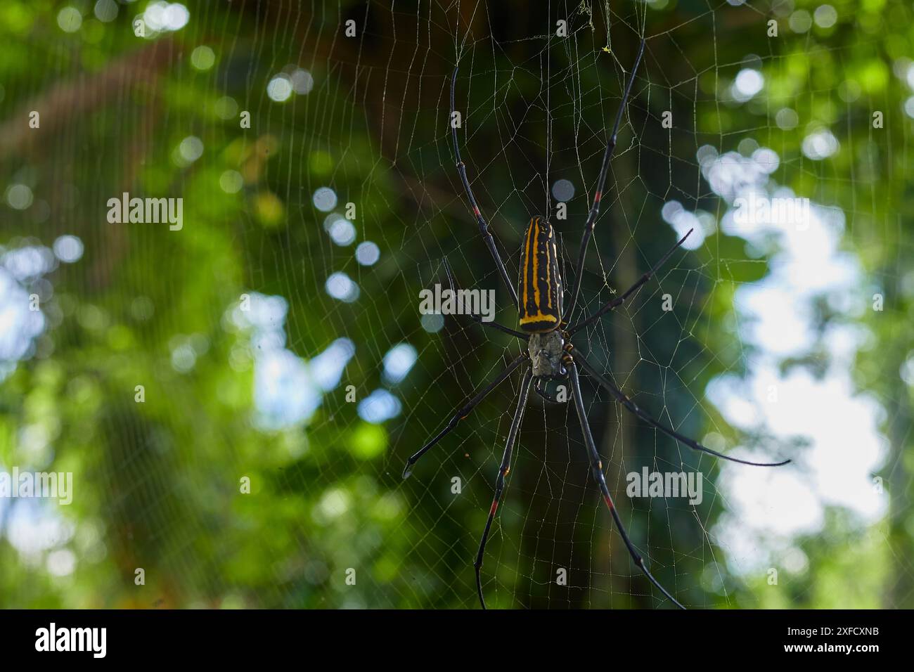 Golden Orb-web Spider (Nephila pilipes), close-up Stock Photo - Alamy