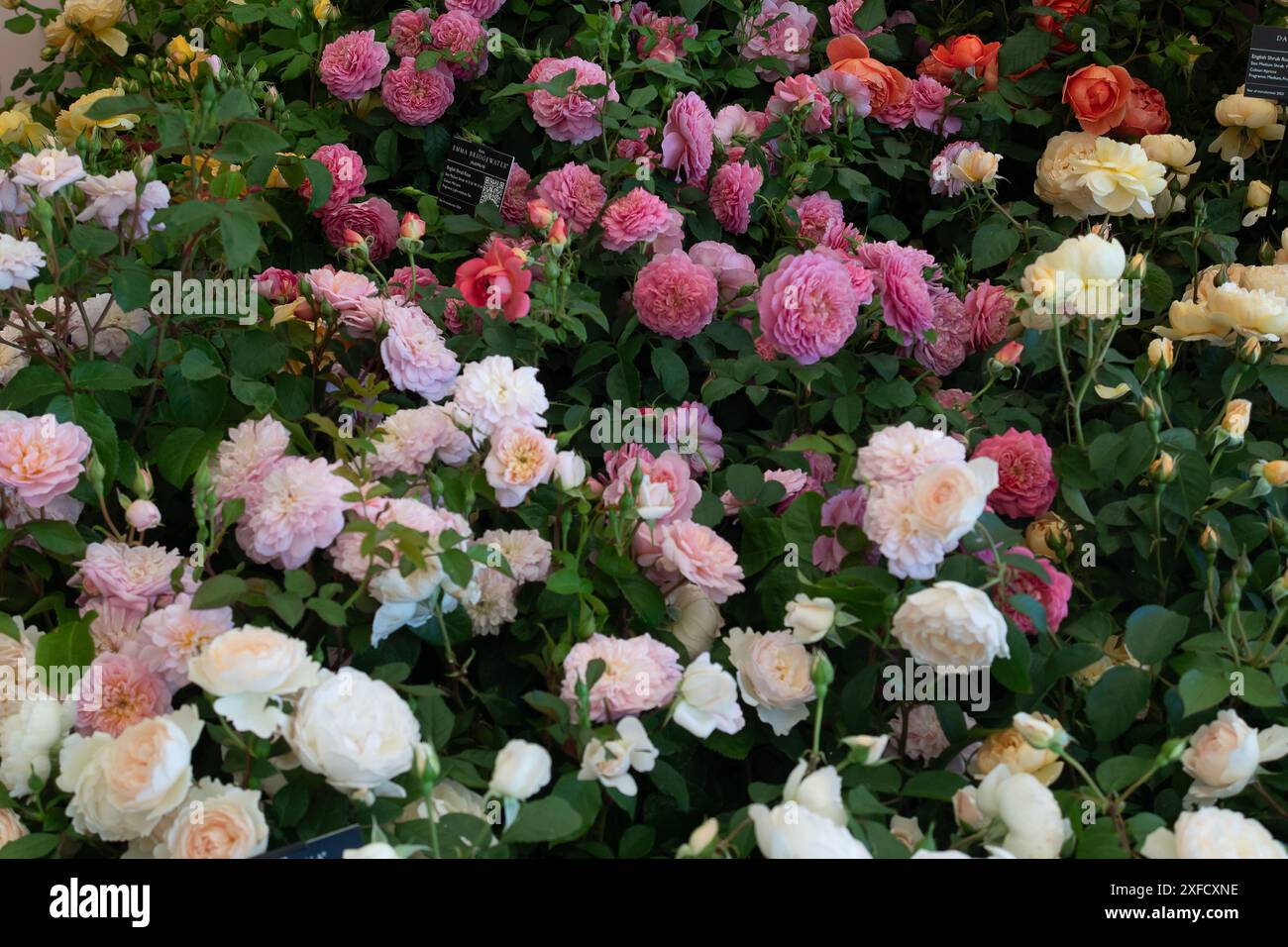 East Molesey, Surrey, UK. 1st July, 2024. The David Austin Roses ...