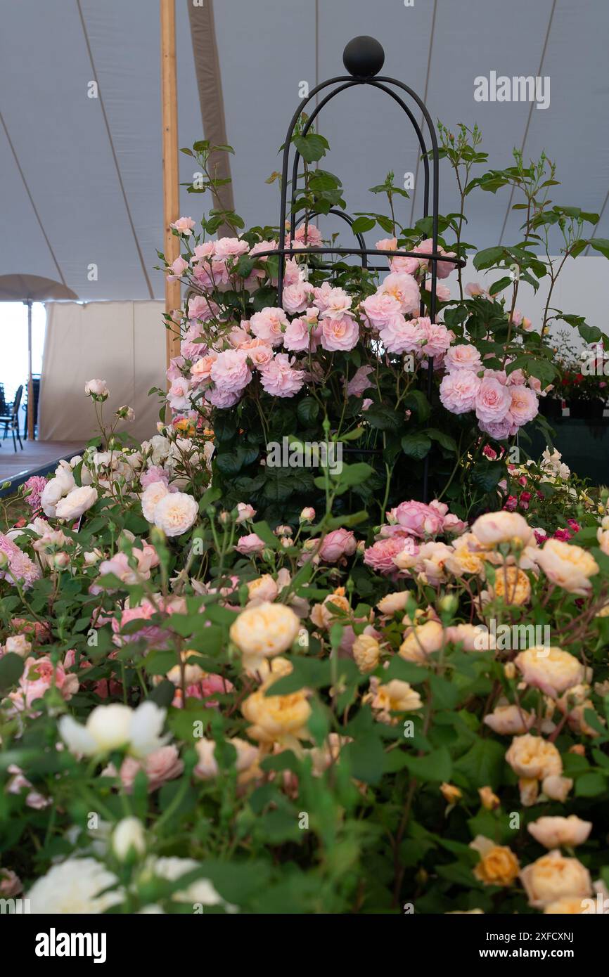 East Molesey, Surrey, UK. 1st July, 2024. The David Austin Roses ...