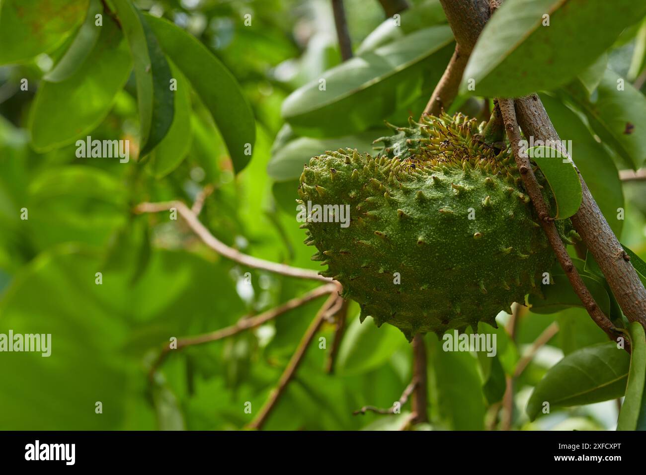 plants Annona Muricata, fruits, close-up Stock Photo - Alamy