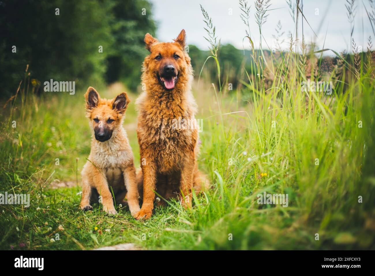 Two Old German Sheepdogs (Westerwälder Kuhhund), adult dog and puppy ...