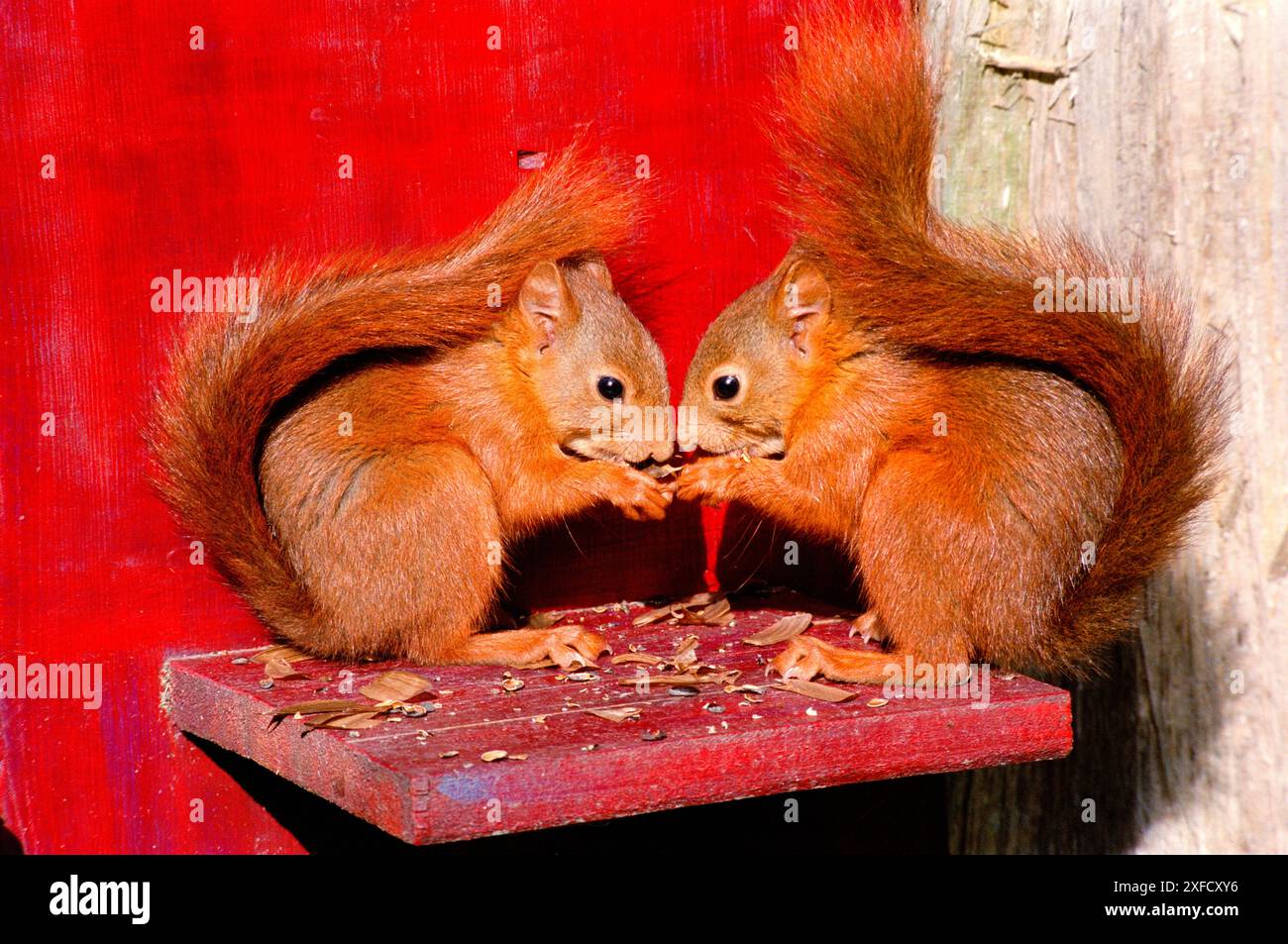 Eurasian Red Squirrels (Sciurus Vulgaris) feeding outdoors Stock Photo ...