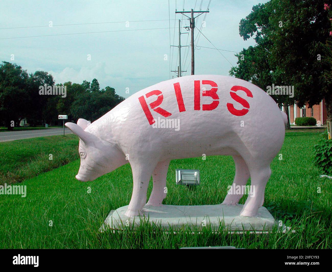 RECORD DATE NOT STATED pig breeding in livestock farming, farm animal ...