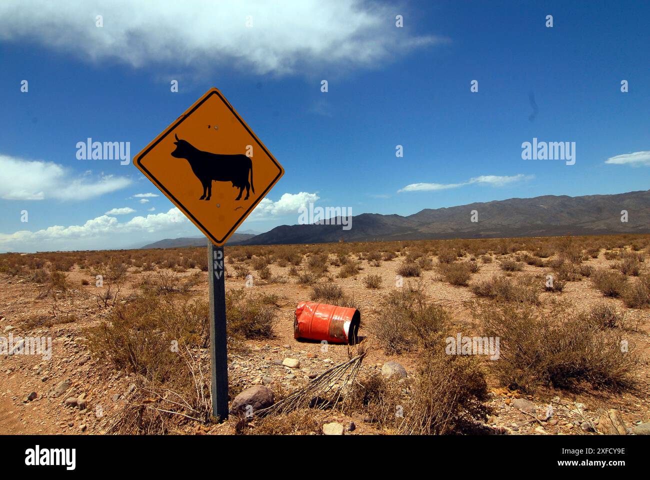 The cow is an animal, a ruminant, a domestic animal The cow is an ...