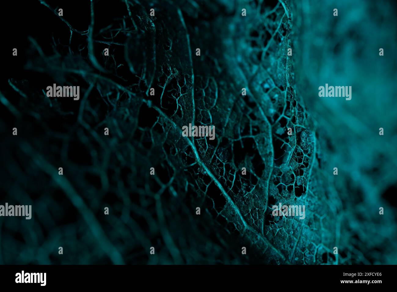 Texture of dried leaves on a black background, creepy abstraction ...