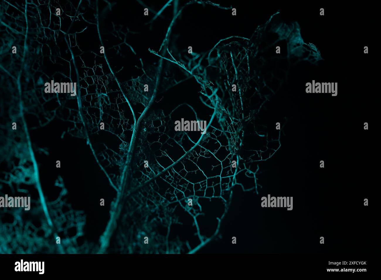 Creepy texture hi-res stock photography and images - Alamy