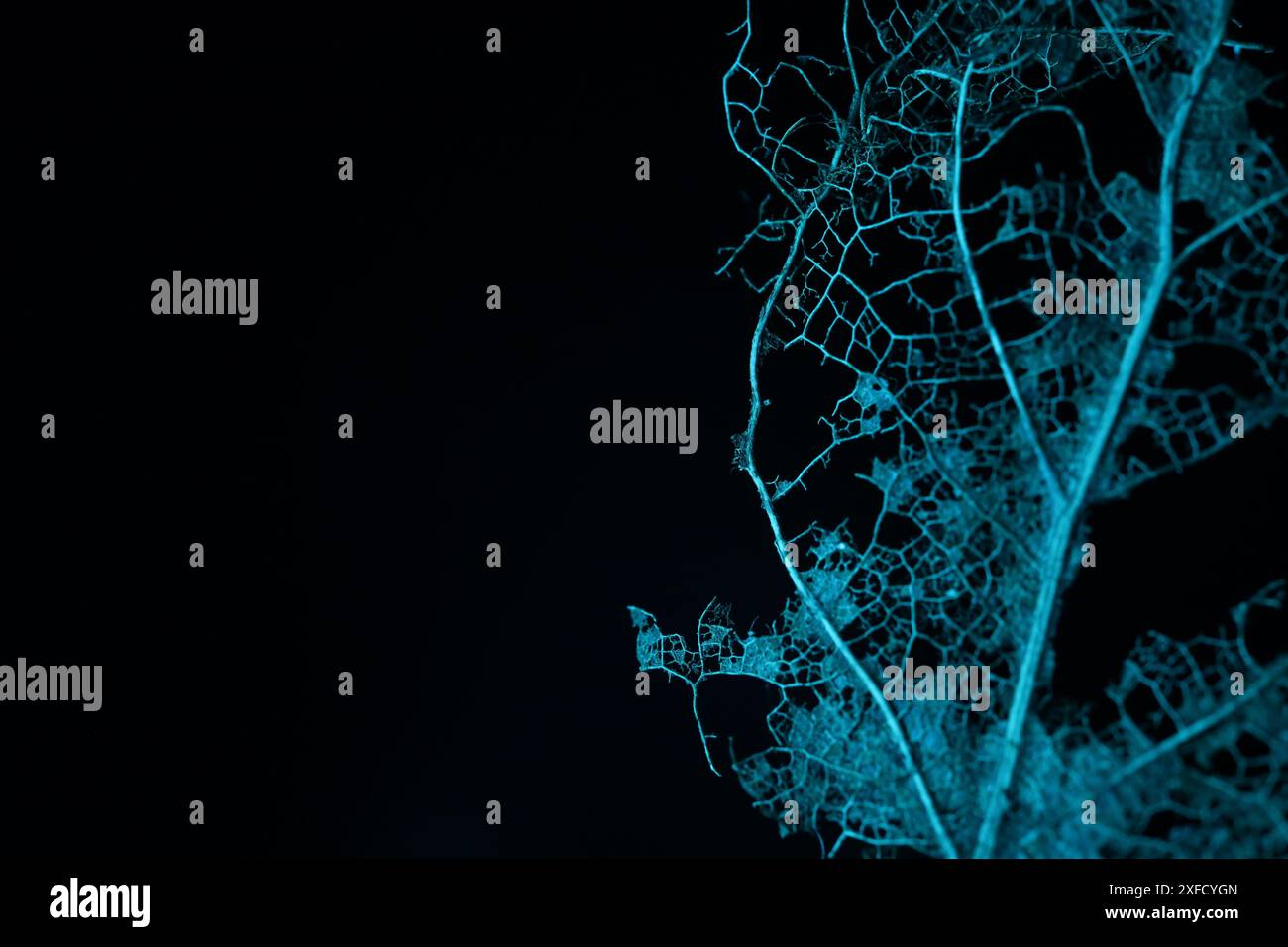 Texture of dried leaves on a black background, creepy abstraction ...