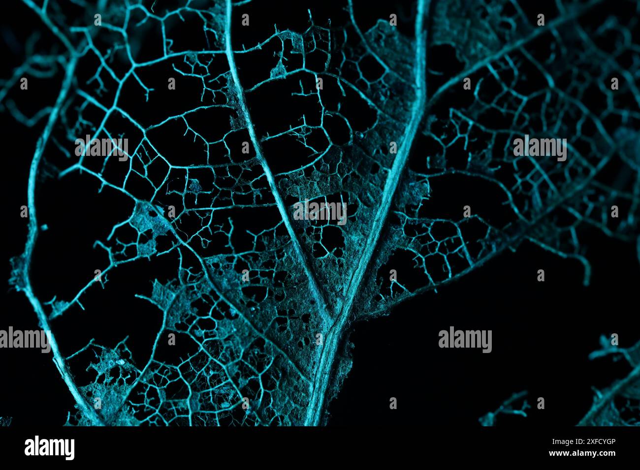 Texture of dried leaves on a black background, creepy abstraction ...