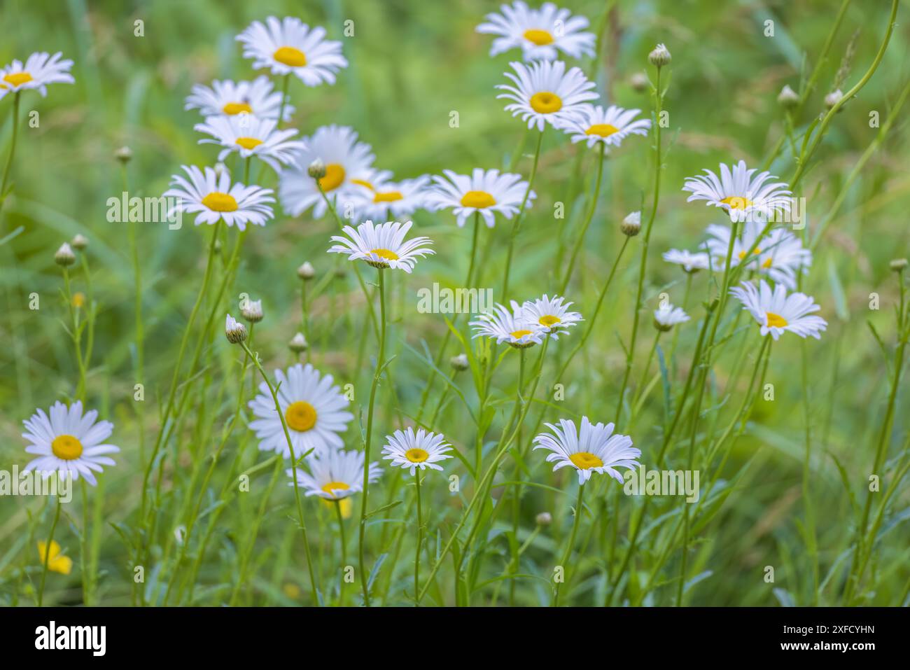 Roadside daisy hi-res stock photography and images - Alamy