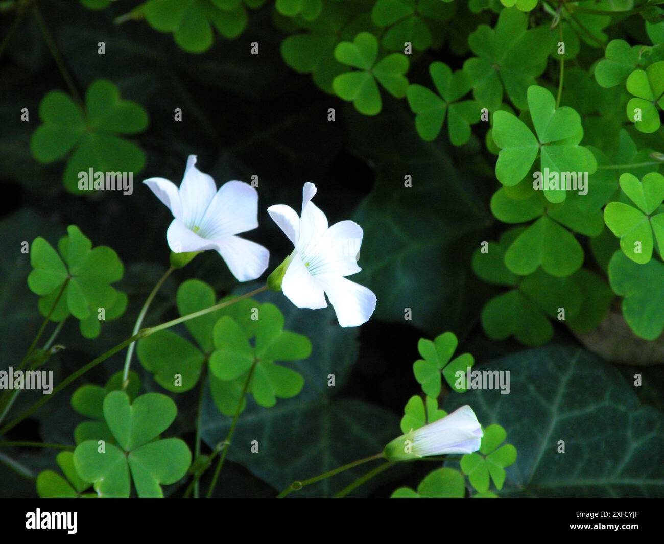 White flowers of Clover, Oxalis Incarnata Stock Photo - Alamy