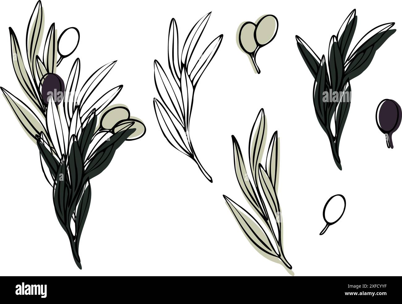 Vector olive tree branch with leaves and olives fruit. Hand painted ...