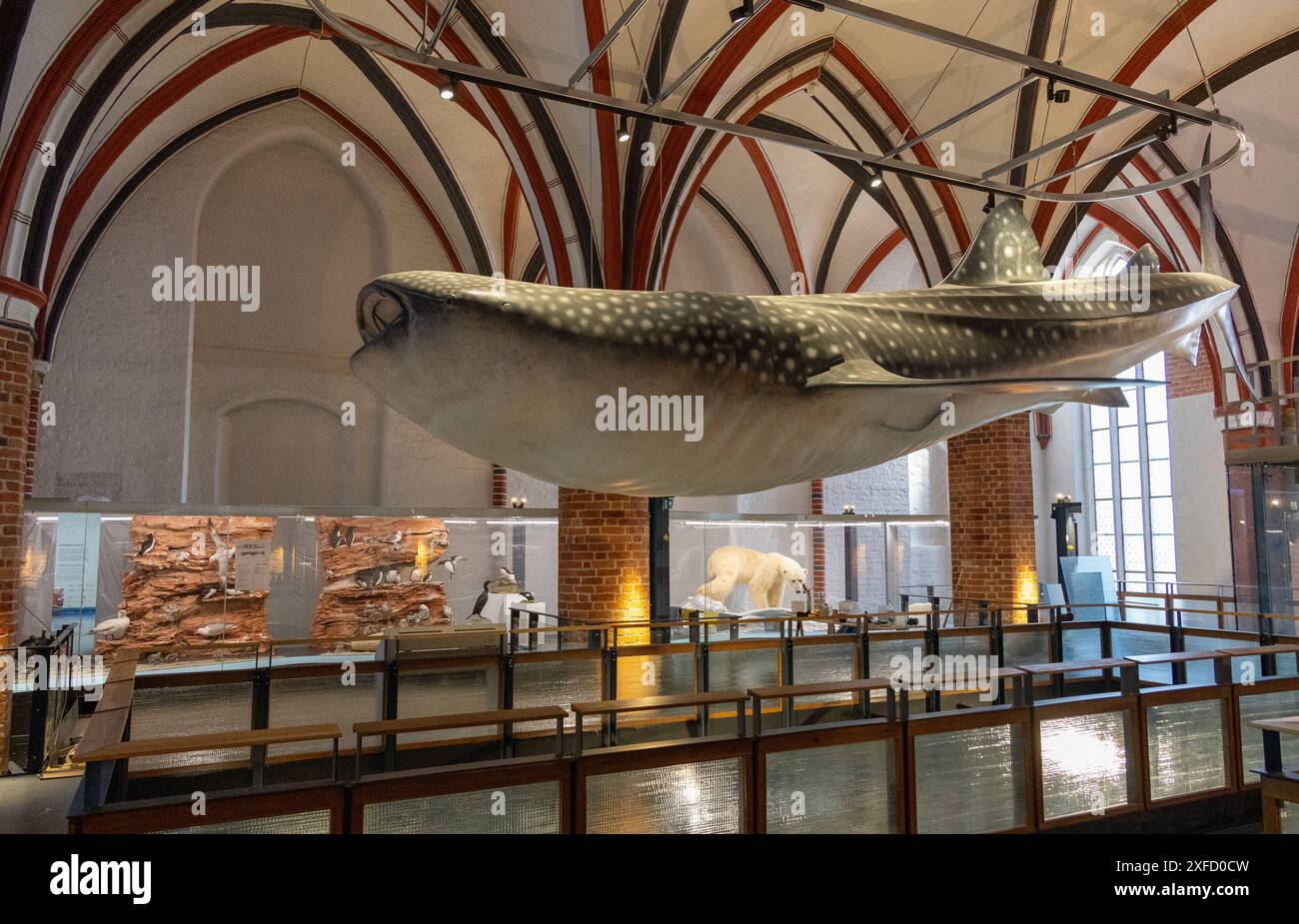 Meeresmuseum vor der Wiedereroeffnung Ein Walhai haengt im Meeresmuseum ...