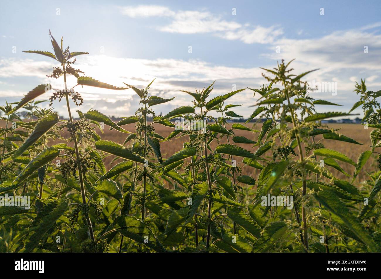 Golden hour light on foliage hi-res stock photography and images - Alamy