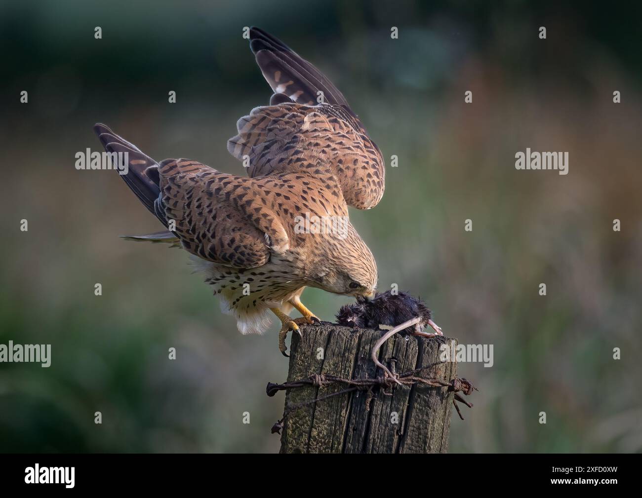 A close up of a female kestrel as it perches on a post with a small ...