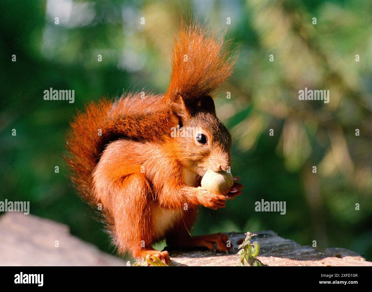 Eurasian red squirrel hi-res stock photography and images - Alamy