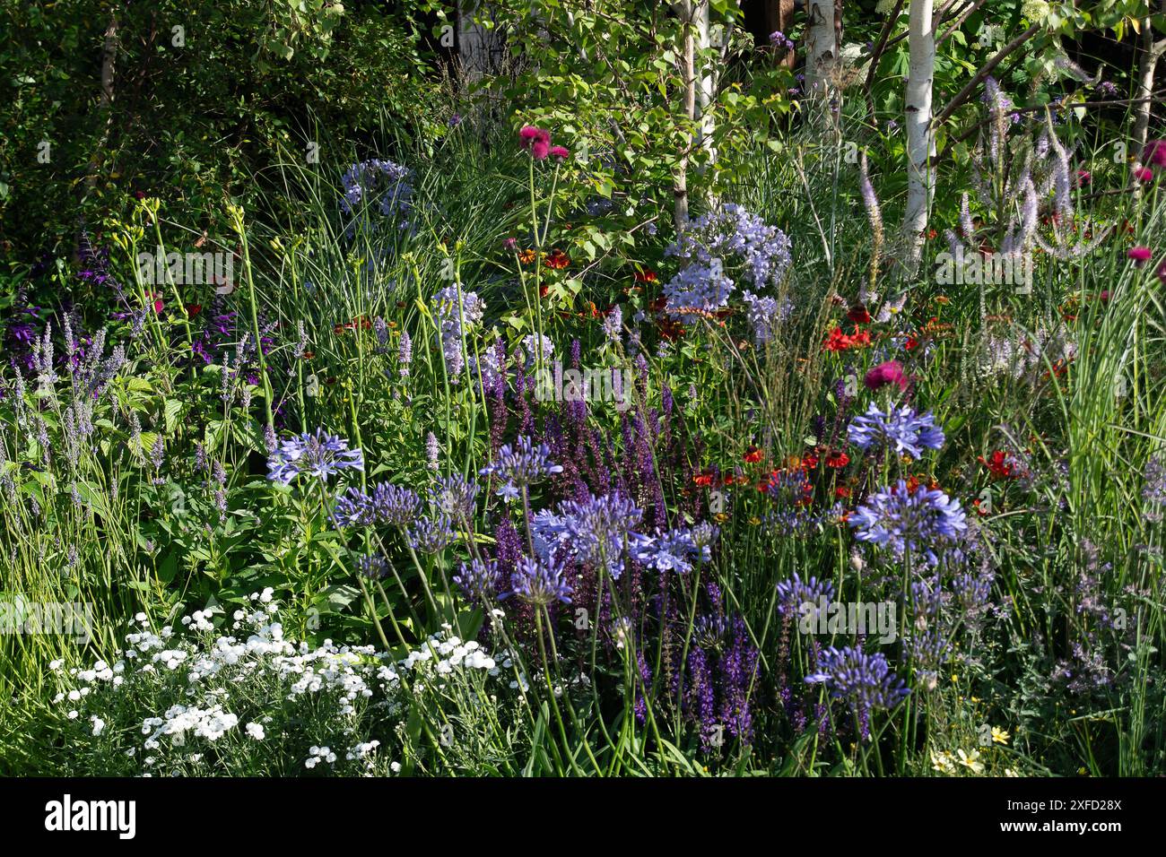 East Molesey, UK. 1st July, 2024. RHS The Money Saving Garden, one of ...