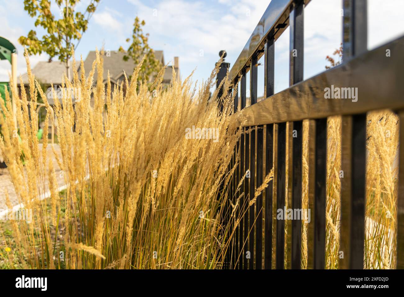 Golden wheat-like grasses swaying in front of a black metal fence ...