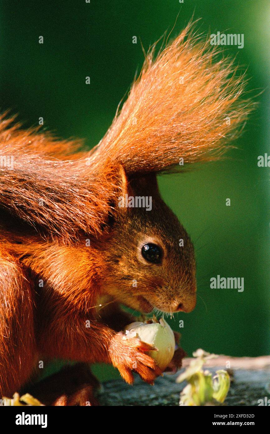 Eurasian red squirrel hi-res stock photography and images - Alamy