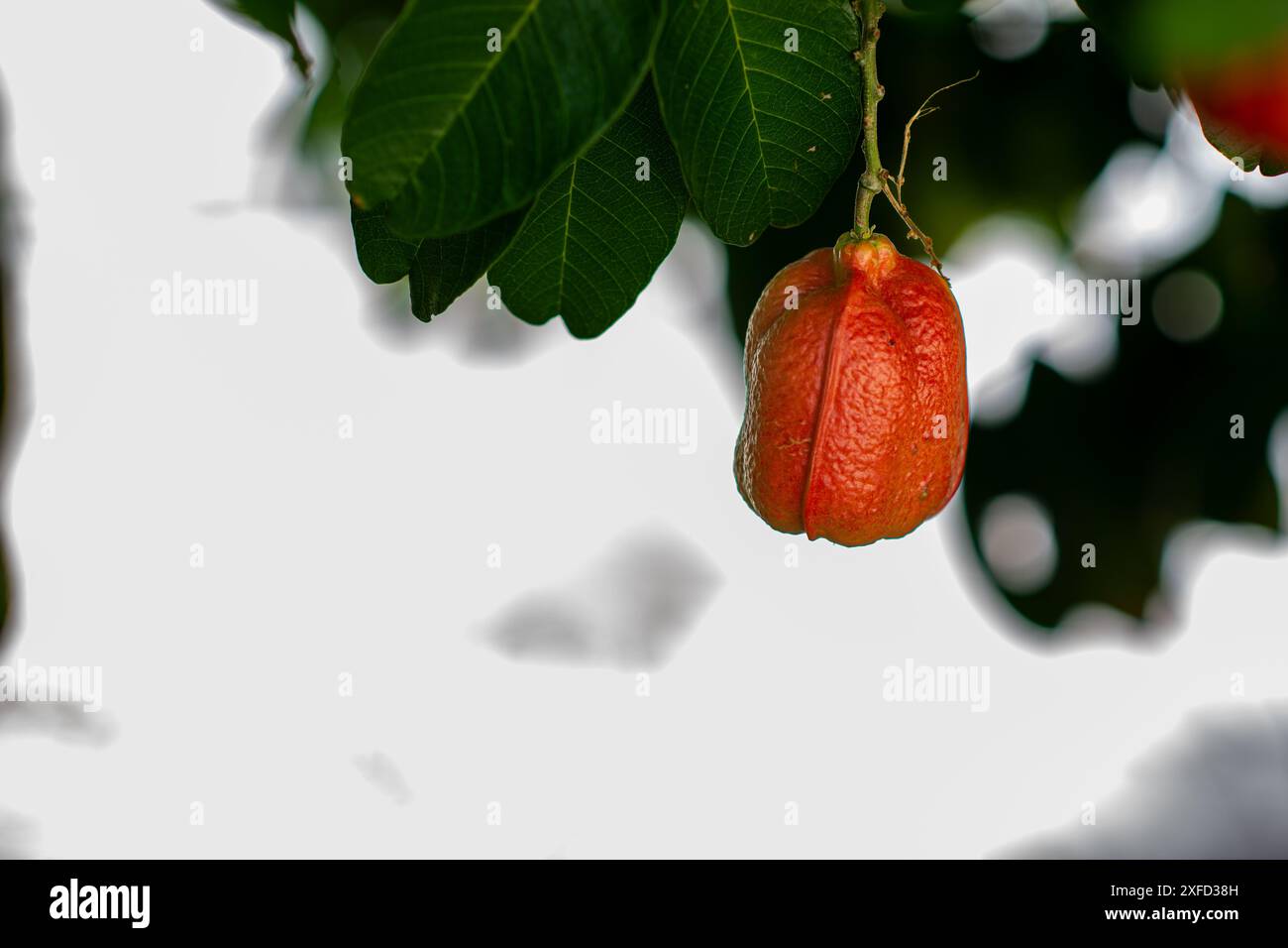 Read Ackee fruit is part of Jamaica national dish Stock Photo - Alamy