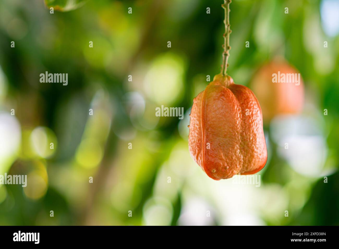Read Ackee fruit is part of Jamaica national dish Stock Photo - Alamy