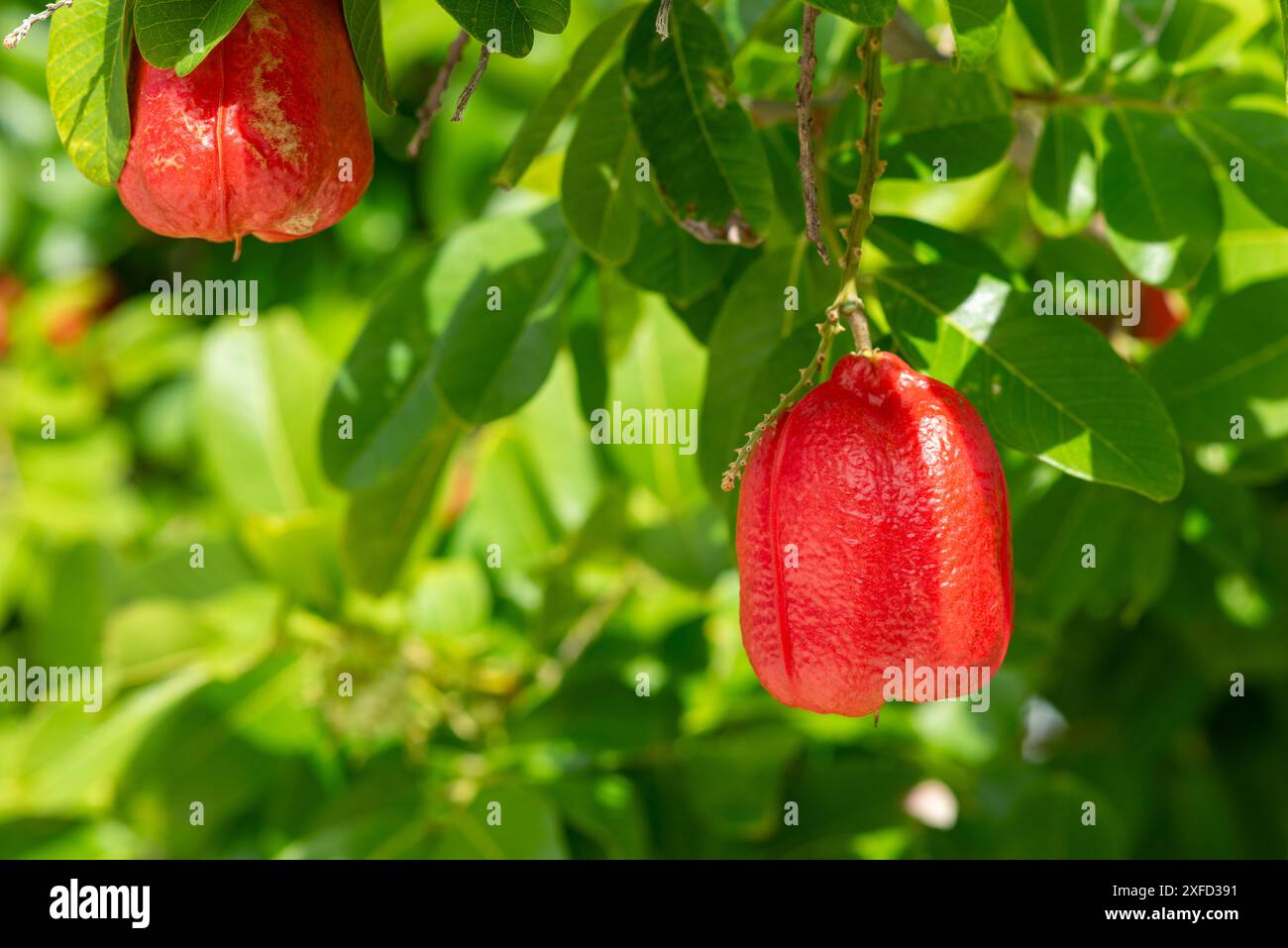 Read Ackee fruit is part of Jamaica national dish Stock Photo - Alamy
