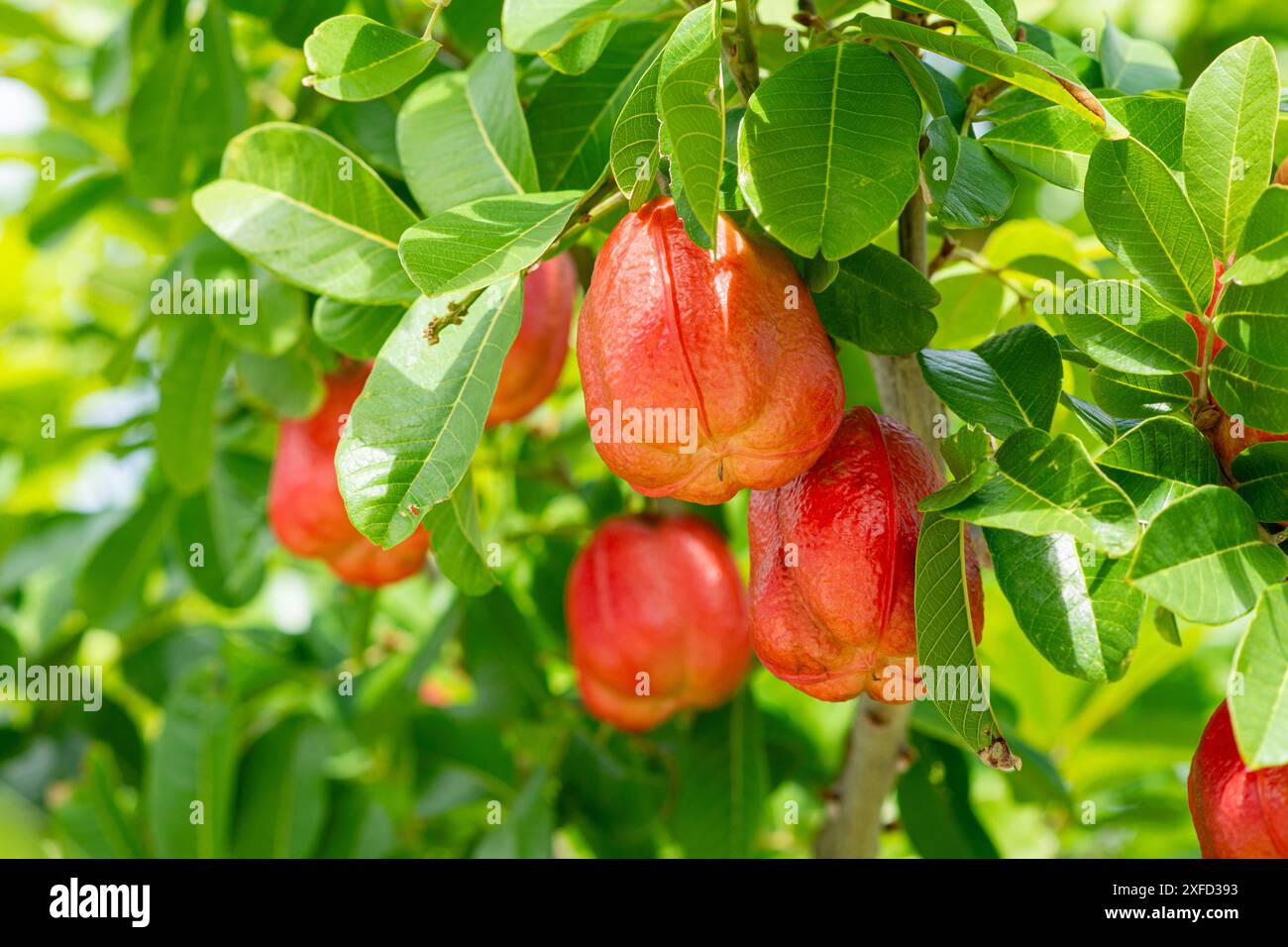 Read Ackee fruit is part of Jamaica national dish Stock Photo - Alamy