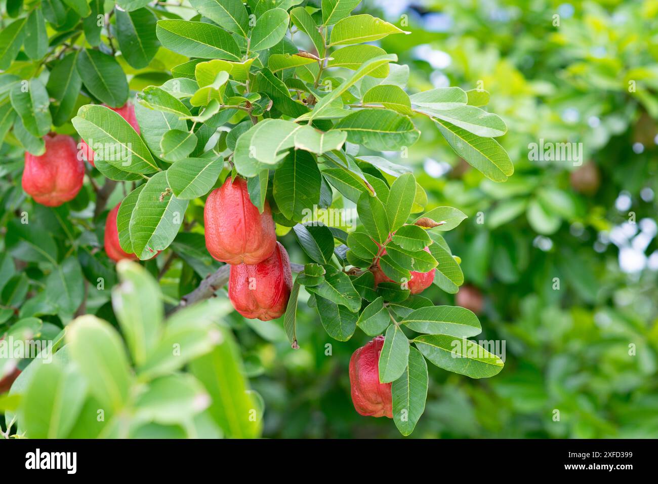 Read Ackee fruit is part of Jamaica national dish Stock Photo - Alamy