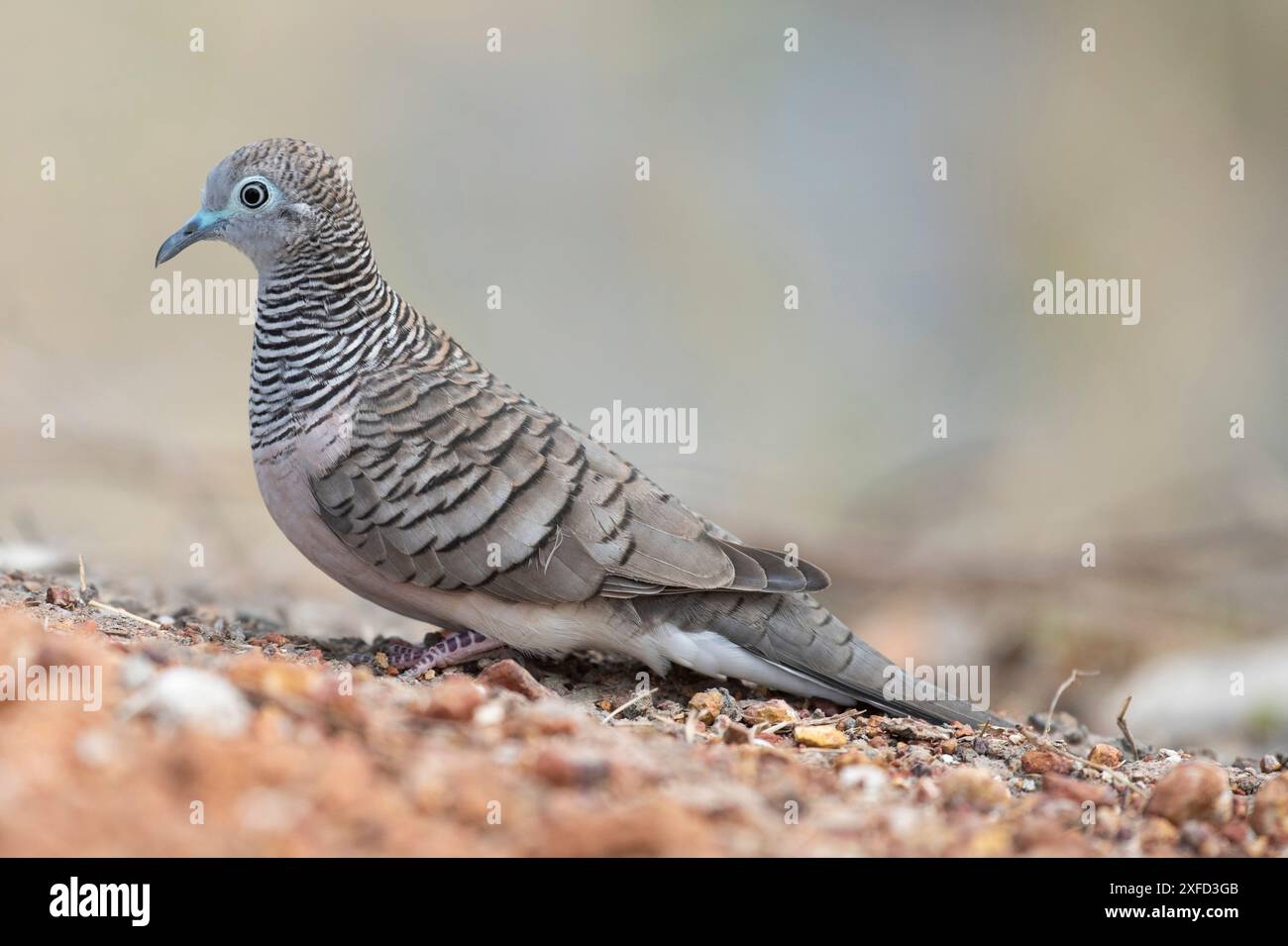 Peaceful dove in outback Queensland, Australia Stock Photo - Alamy