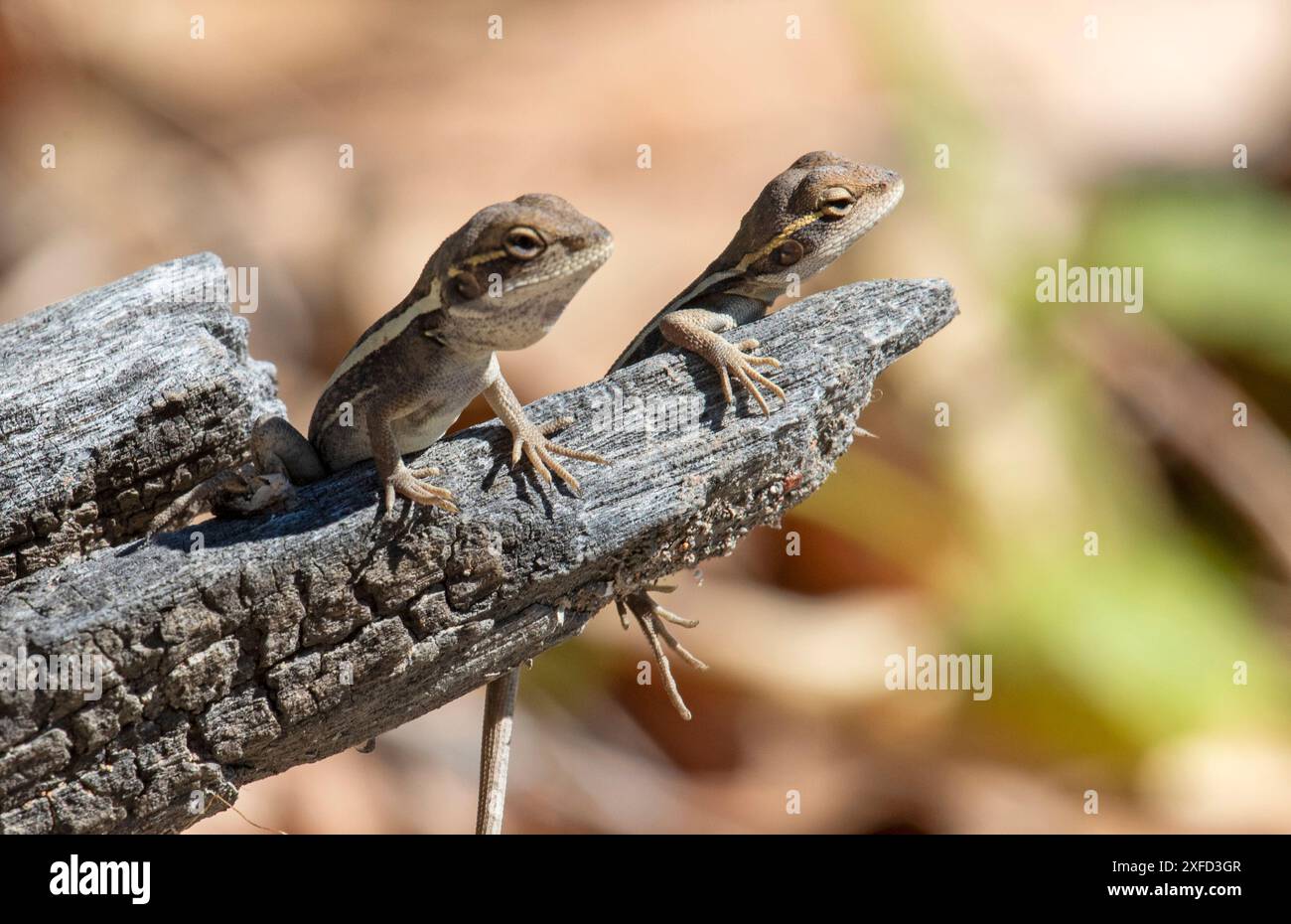 Two tiny lizards in far outback Queensland Stock Photo - Alamy
