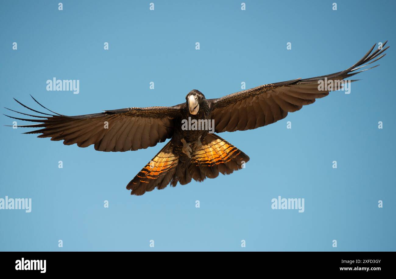 Red tailed black cockatoo in flight in far north Queensland,Australia ...